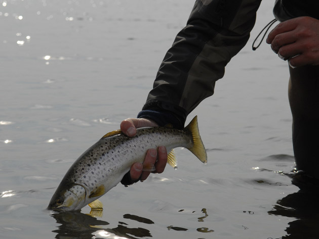 The types of sea-trout along the coasts - Seatrout Fyn